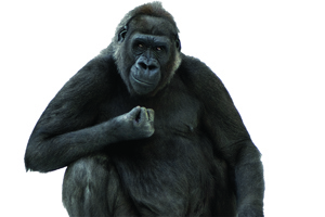 Multitasking: The 400 pound gorilla in the room - University of ...