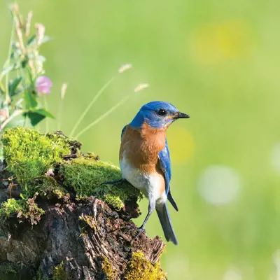 Bird Box - University of Southern Indiana