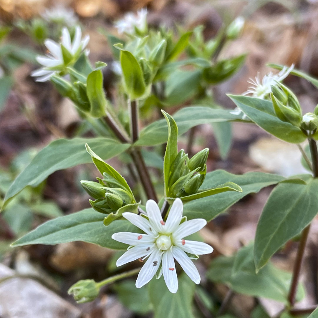 Calendar of Wildflowers - University of Southern Indiana